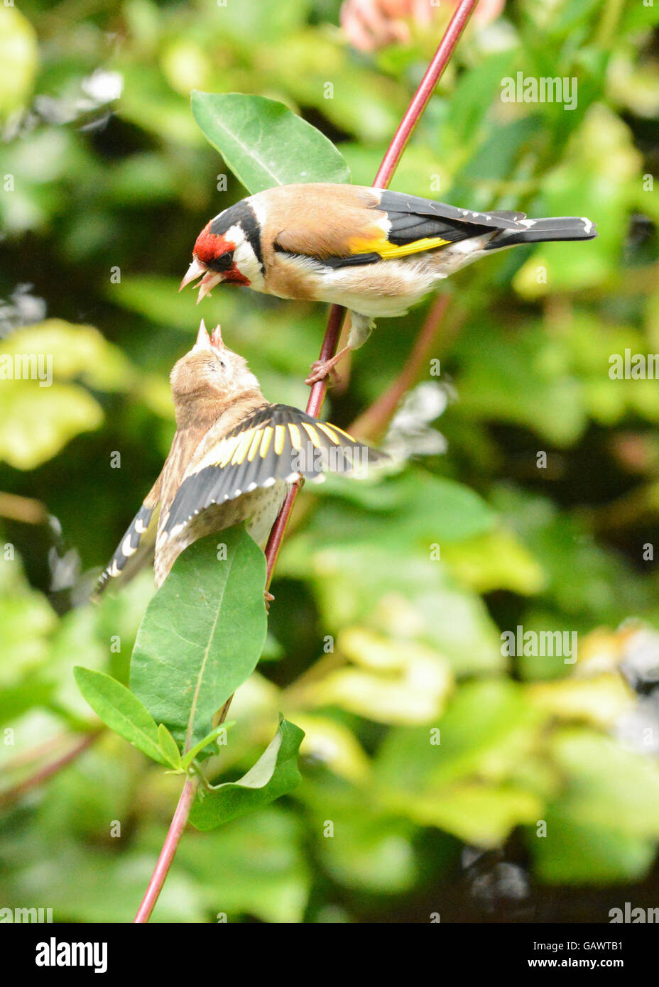 Fledgling goldfinch hi-res stock photography and images - Alamy