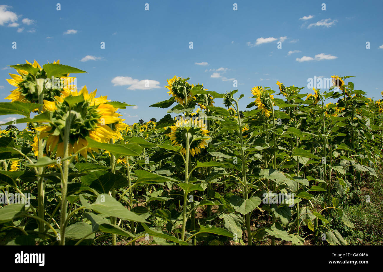 The gross areas hi-res stock photography and images - Alamy
