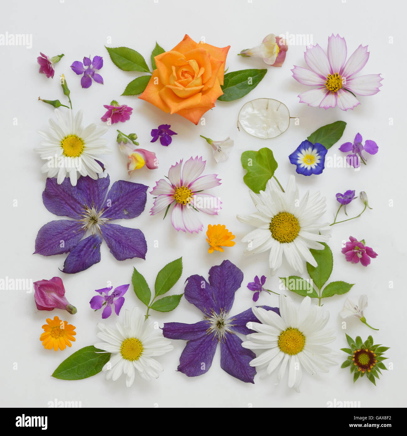 Selection of Various Flowers Isolated on White Background Stock Photo ...