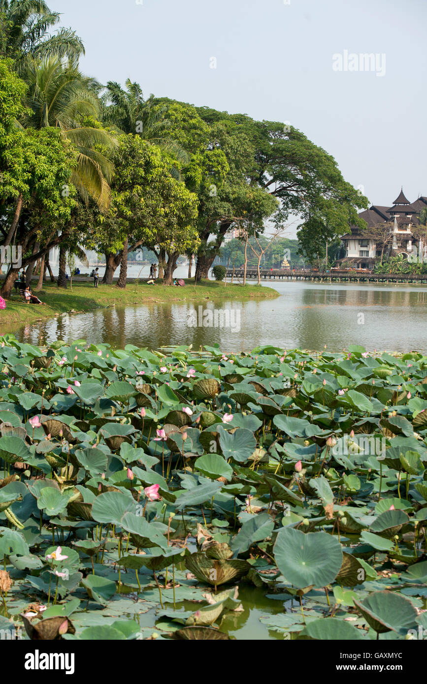the Kandawgyi lake in the City of Yangon in Myanmar in Southeastasia ...