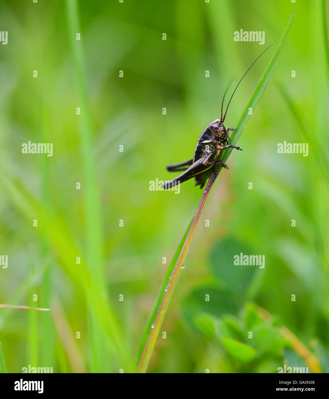 Cricket close insect hi-res stock photography and images - Alamy