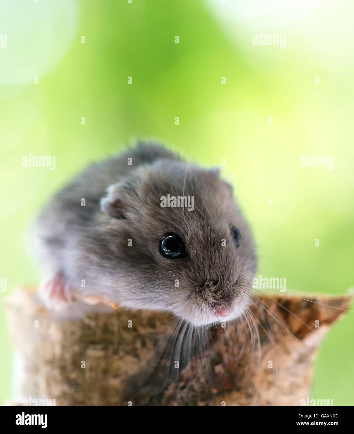 funny little hamster Stock Photo - Alamy