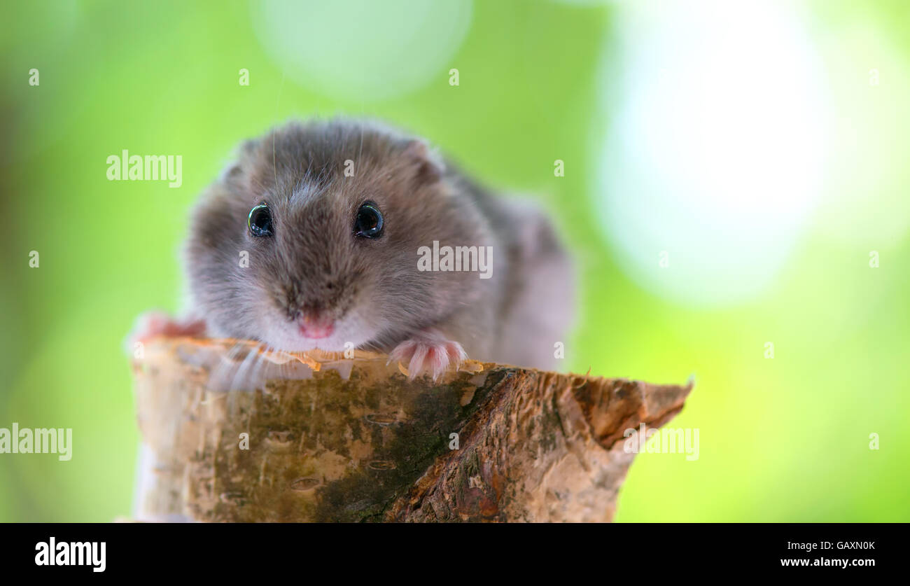 funny little hamster Stock Photo - Alamy