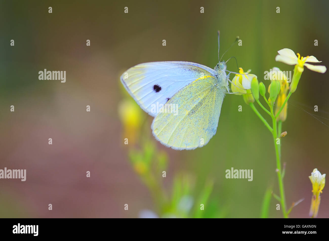 Small White butterfly (Pieris Rapae), commonly called the Cabbage White ...