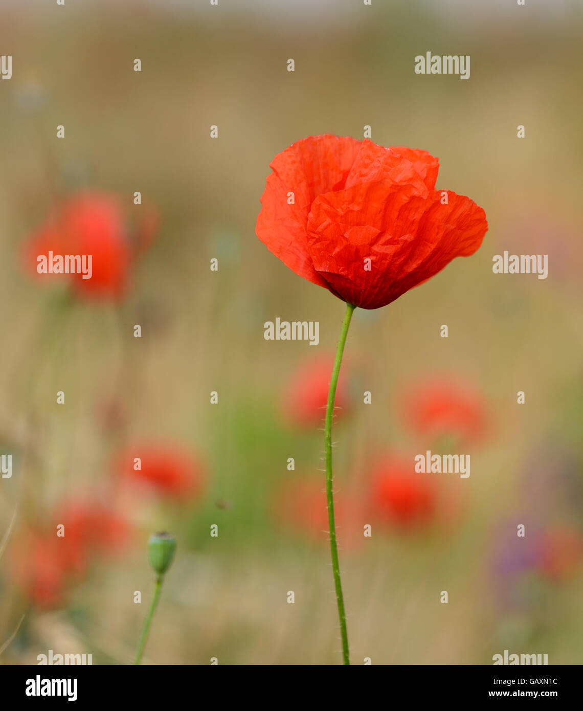 Canadian poppy hi-res stock photography and images - Alamy