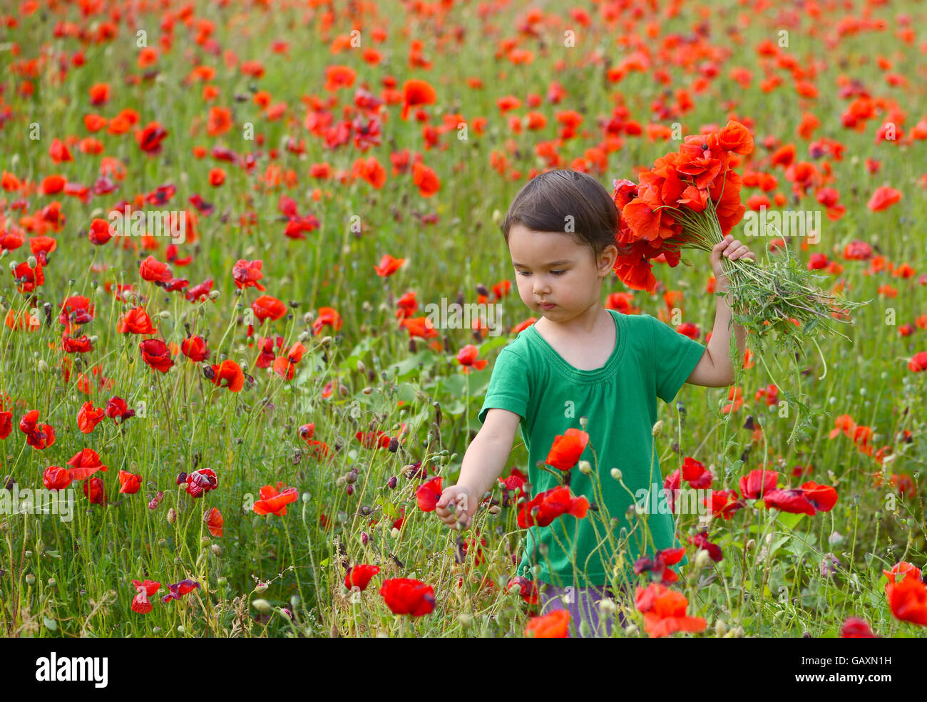 Cute child girl in poppy field. very happy child girl in poppy field ...