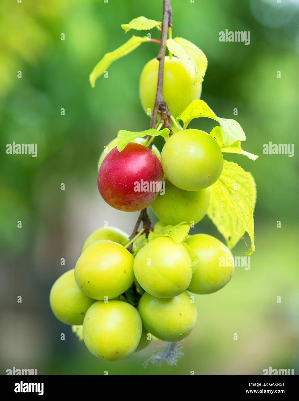 Plum forest hi-res stock photography and images - Alamy