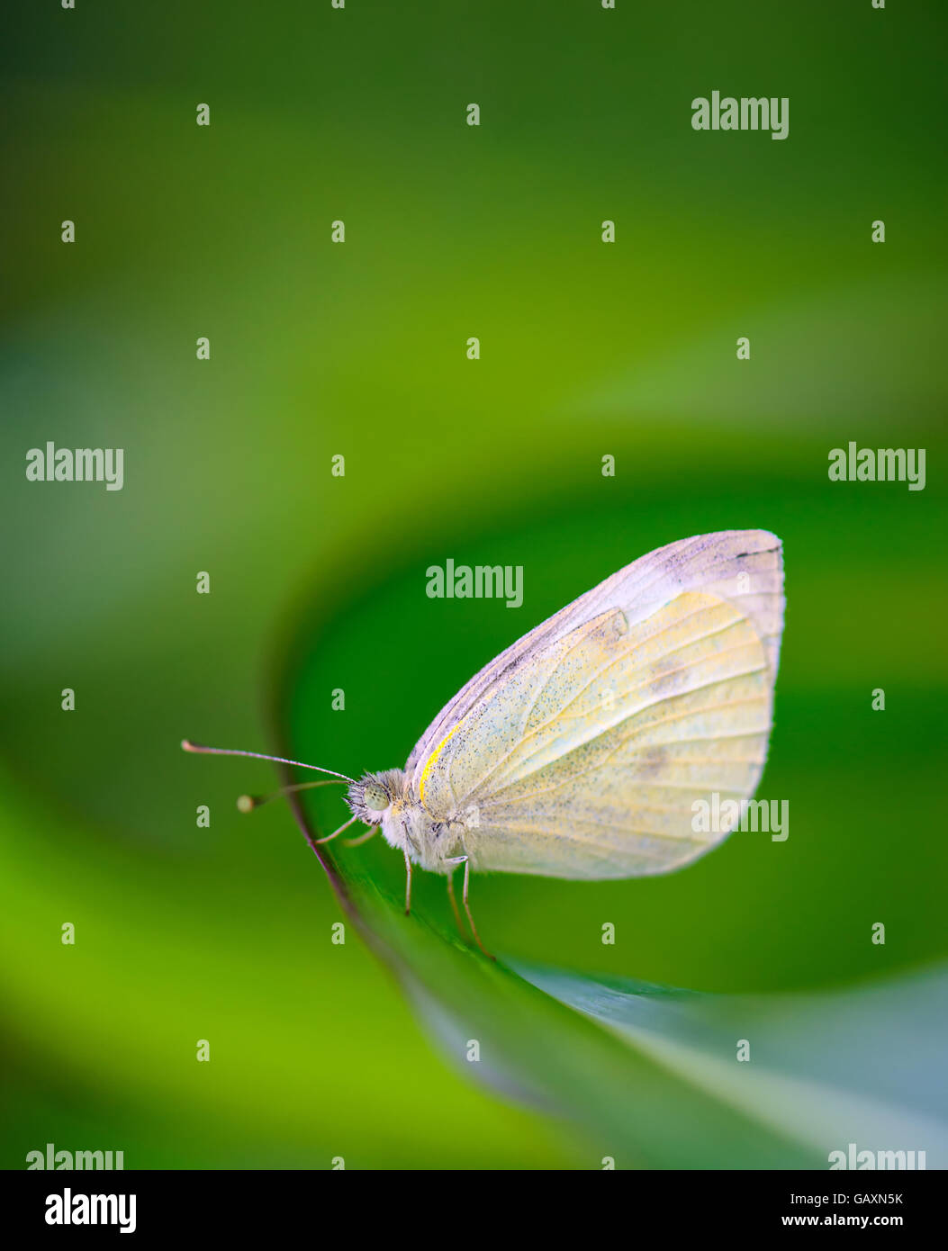 Commonly called cabbage white hi-res stock photography and images - Alamy