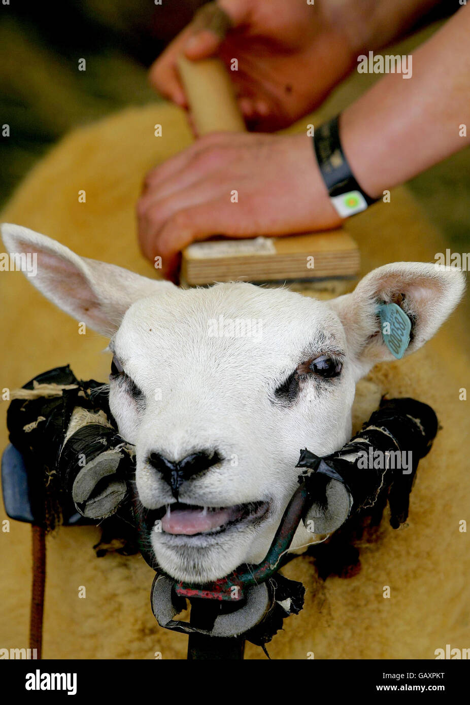 Royal Highland Show, 2008. A Beltex sheep being brushed before judging ...