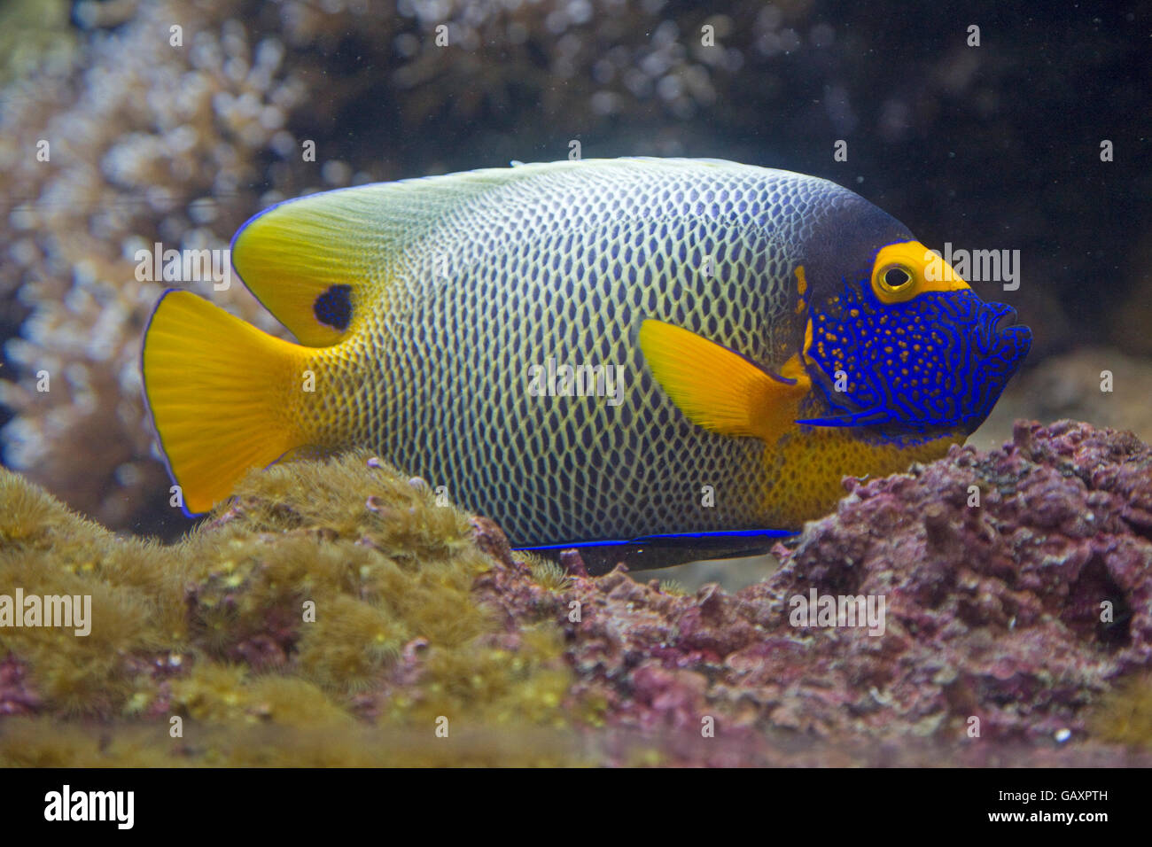 Blueface hi-res stock photography and images - Alamy