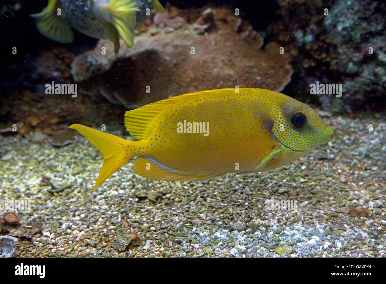 Rabbit fish hi-res stock photography and images - Alamy
