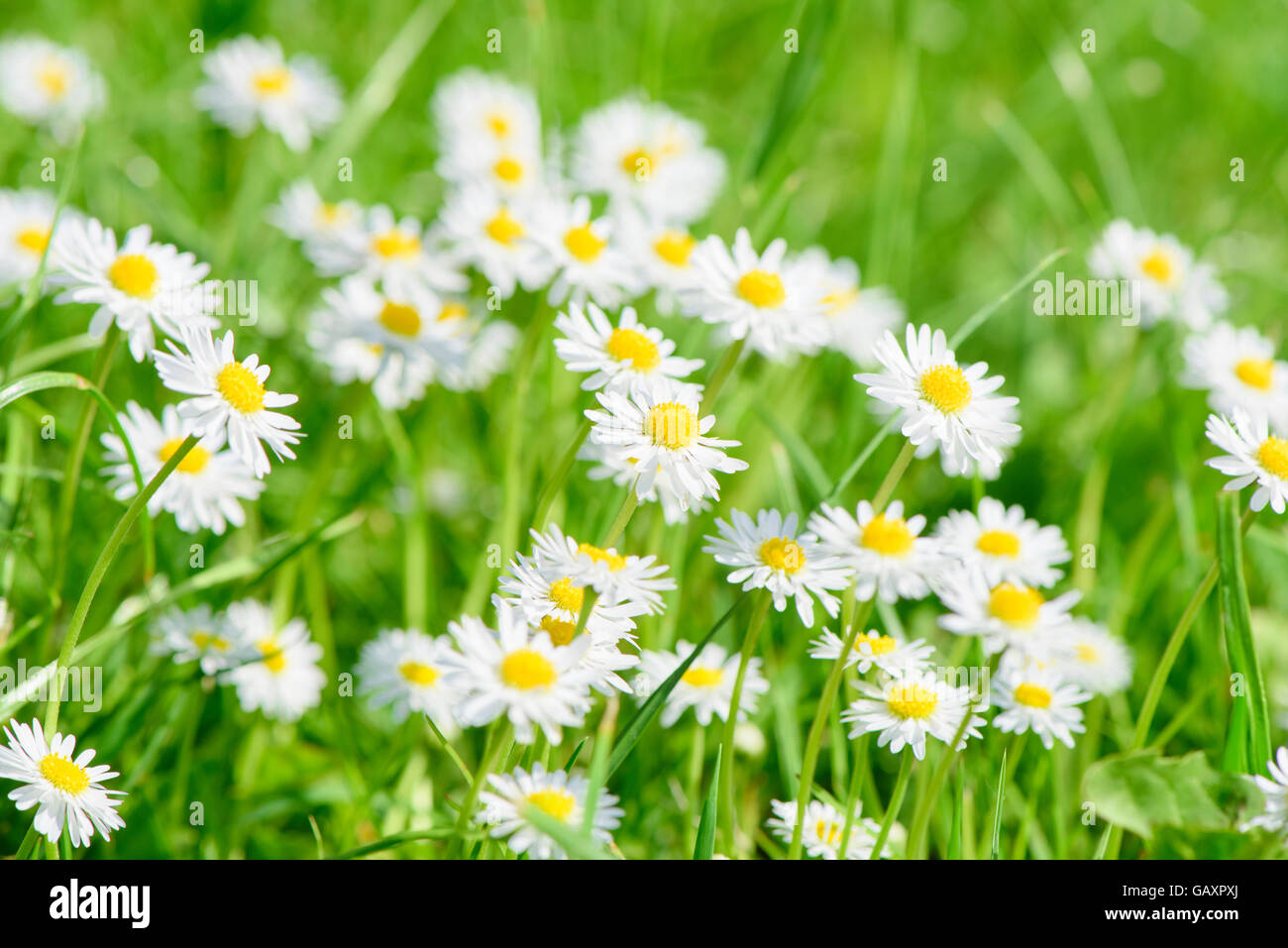 daisy flowers in meadow Stock Photo - Alamy