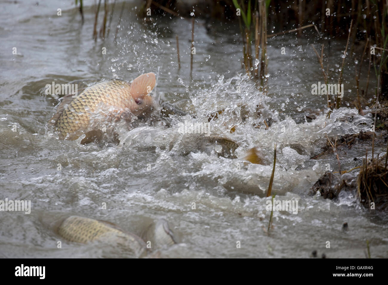 Carp spawning probably Cyprinus carpio Camargue France Stock Photo - Alamy
