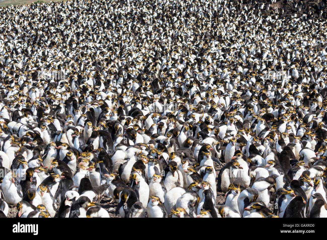 Breeding colony of royal penguins at Macquarie Island, Australian sub ...