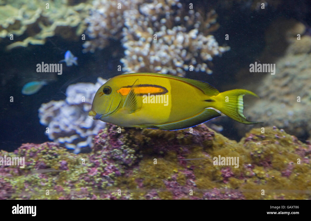 Orangespot surgeonfish Acanthurus olivaceus Oceanarium Brest France ...