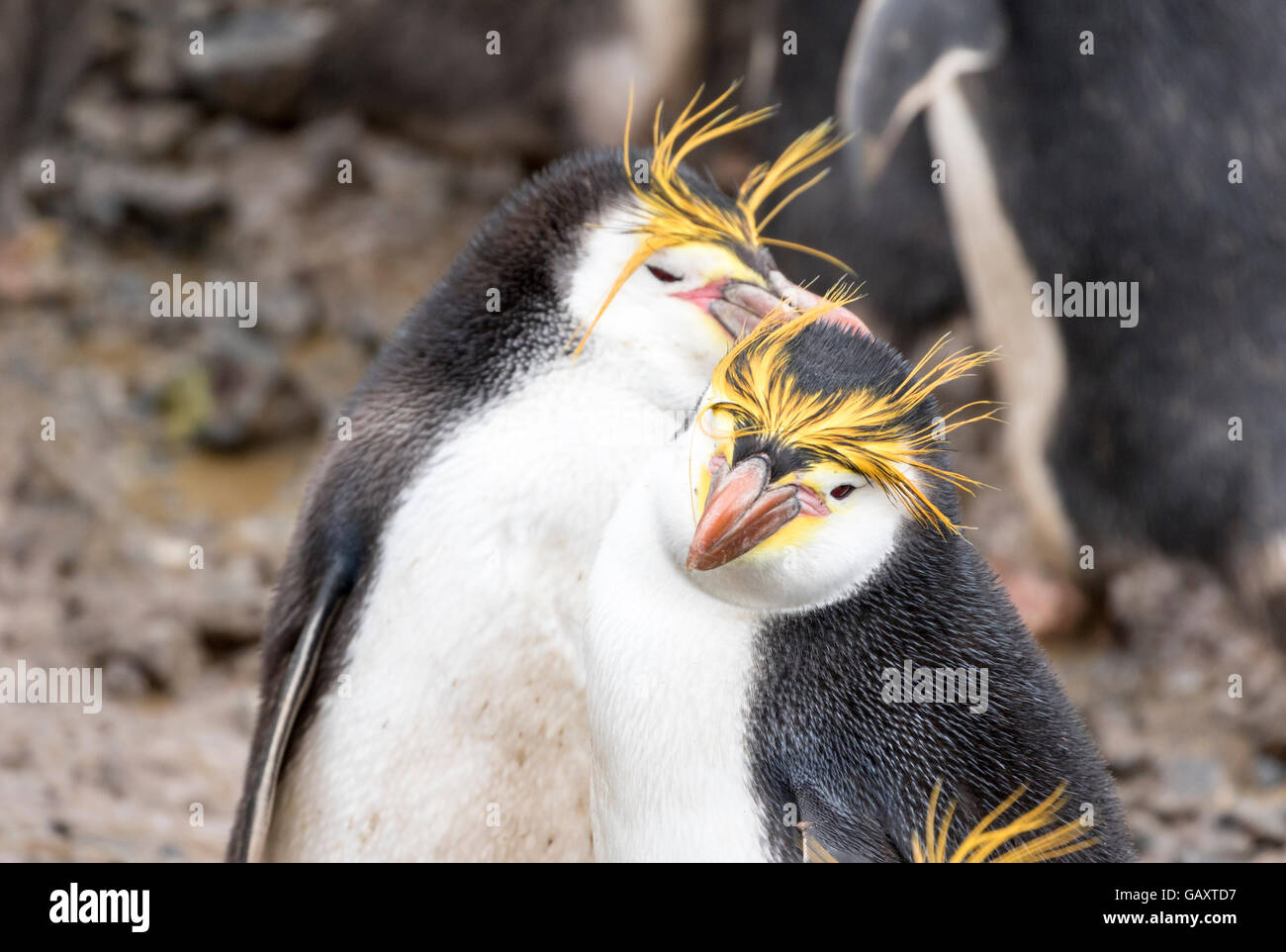 Two Royal penguins at Macquarie Island, Australian sub-Antarctic Stock ...