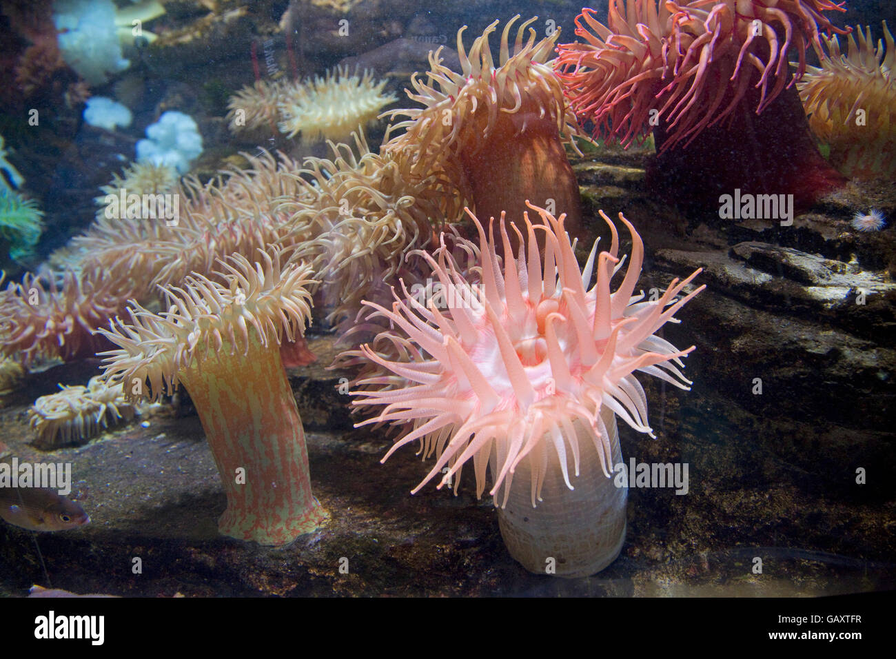 Sea anemones hi-res stock photography and images - Alamy