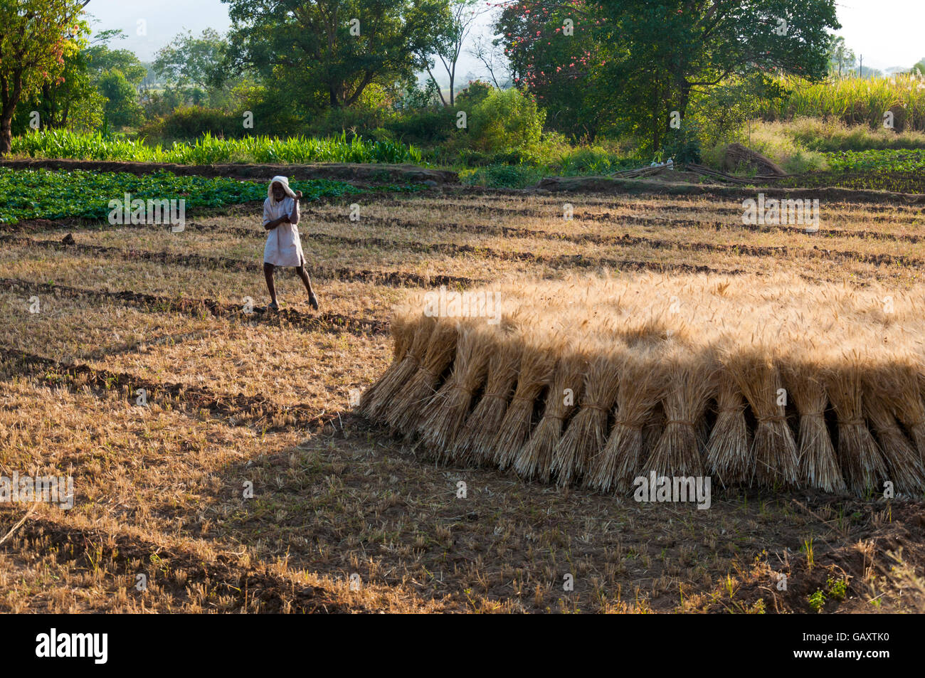 Threshing wheat fields hi-res stock photography and images - Alamy