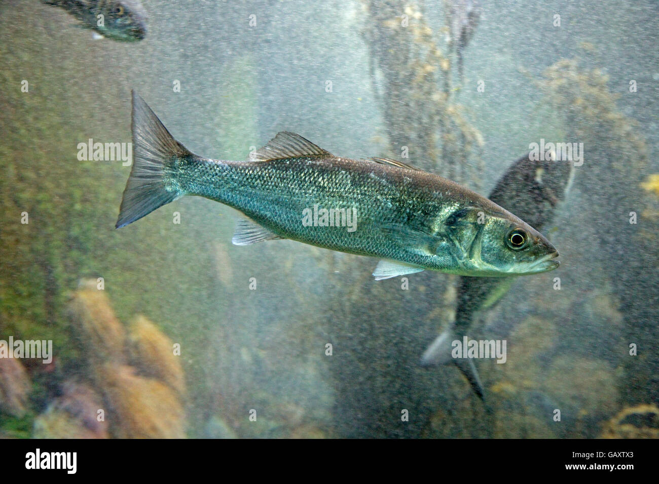 Dicentrarchus labrax hi-res stock photography and images - Alamy