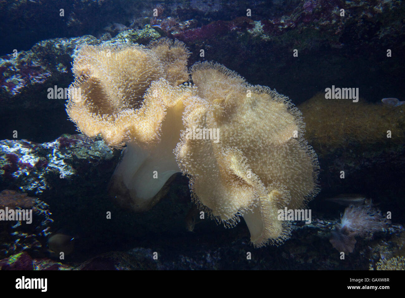 Individual coral hi-res stock photography and images - Alamy