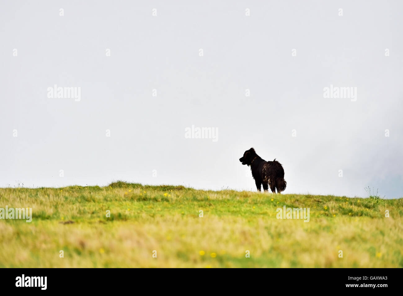 Shepherd dog protecting sheep herd on alpine pasture Stock Photo - Alamy