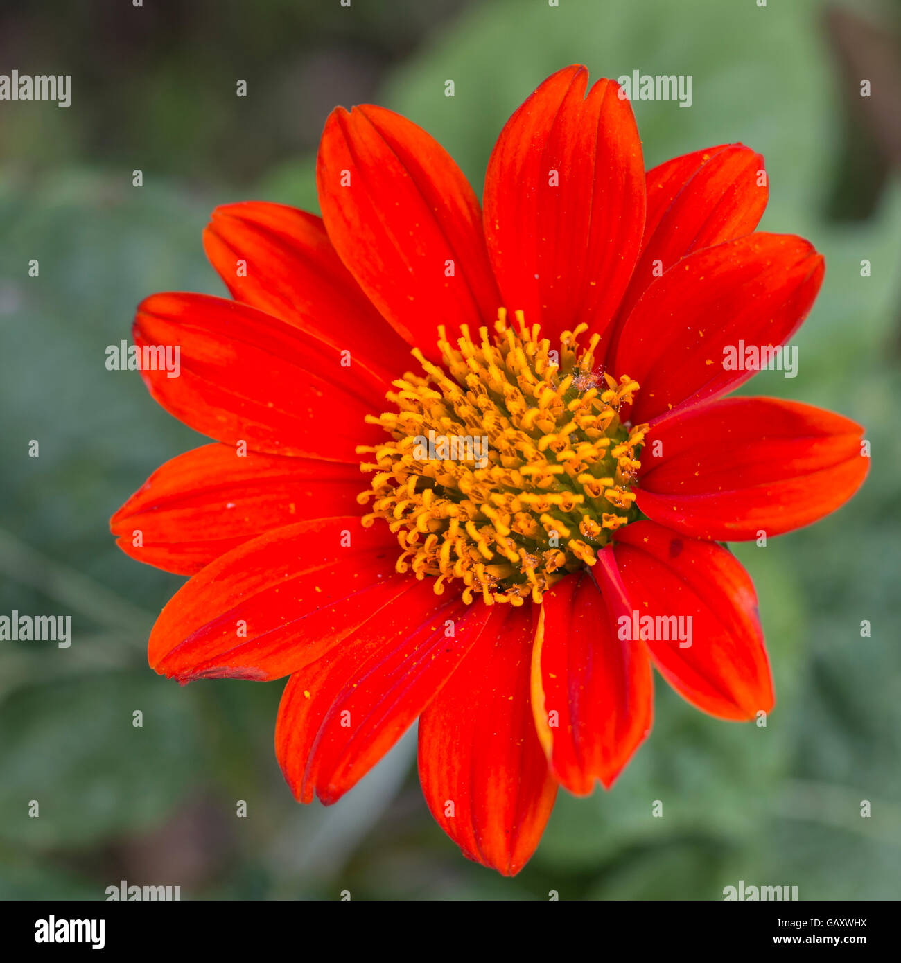 Mexican sunflower(orange color flower) on day time Stock Photo - Alamy