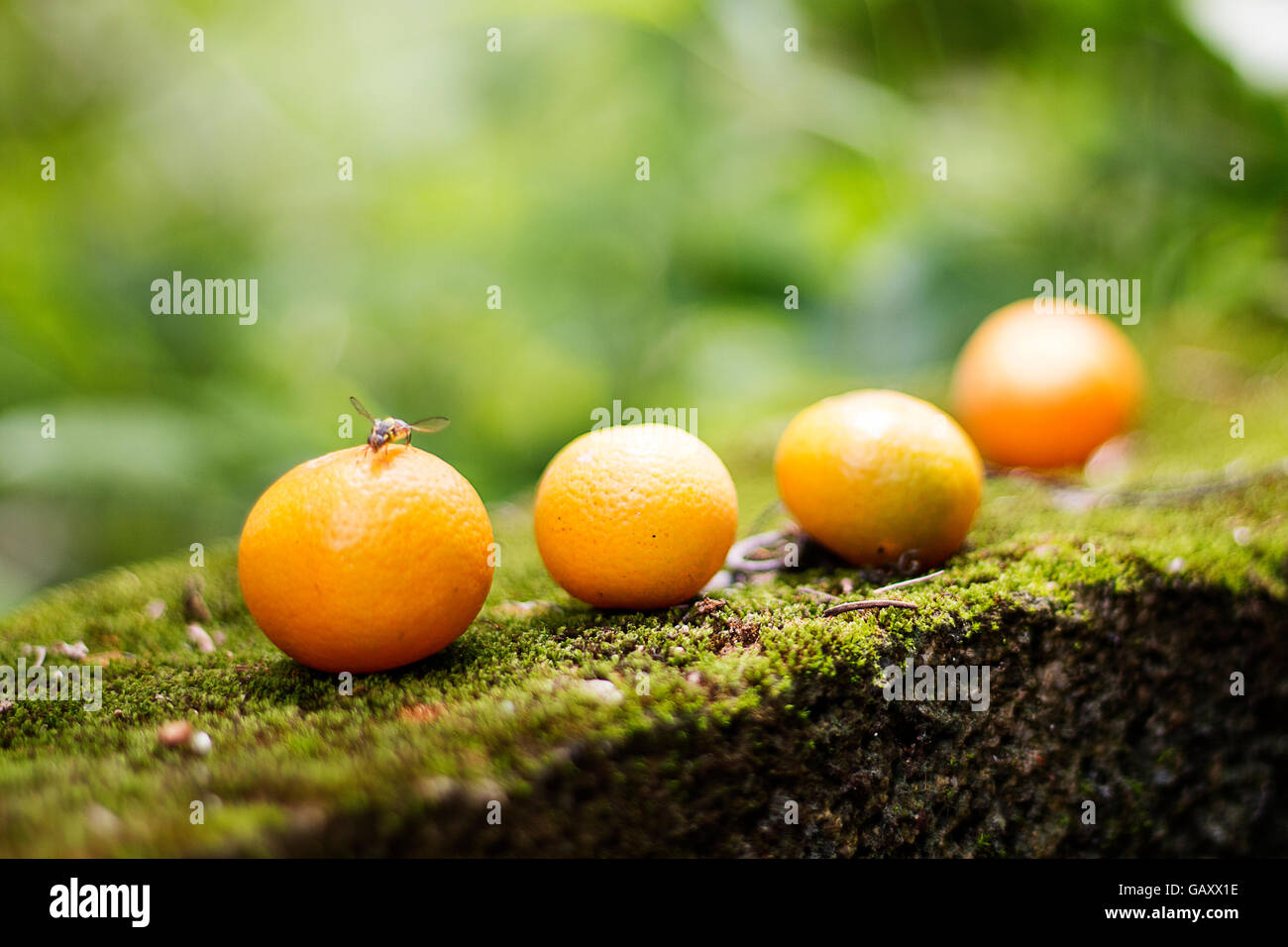 Orange fruit background Stock Photo - Alamy