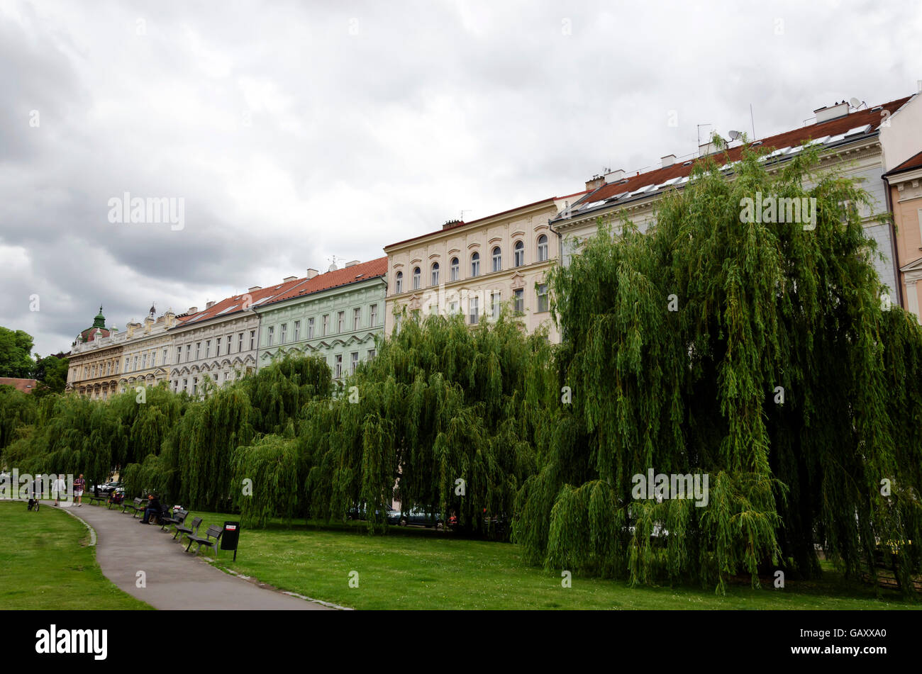 Row of weeping willow trees in the centre of Prague (Praha) in the ...