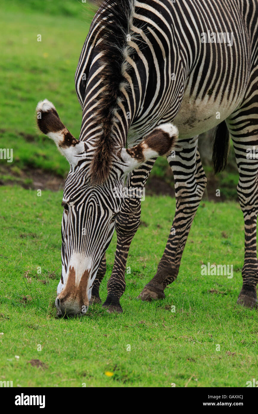 Grevy's Zebra Feeding Stock Photo - Alamy