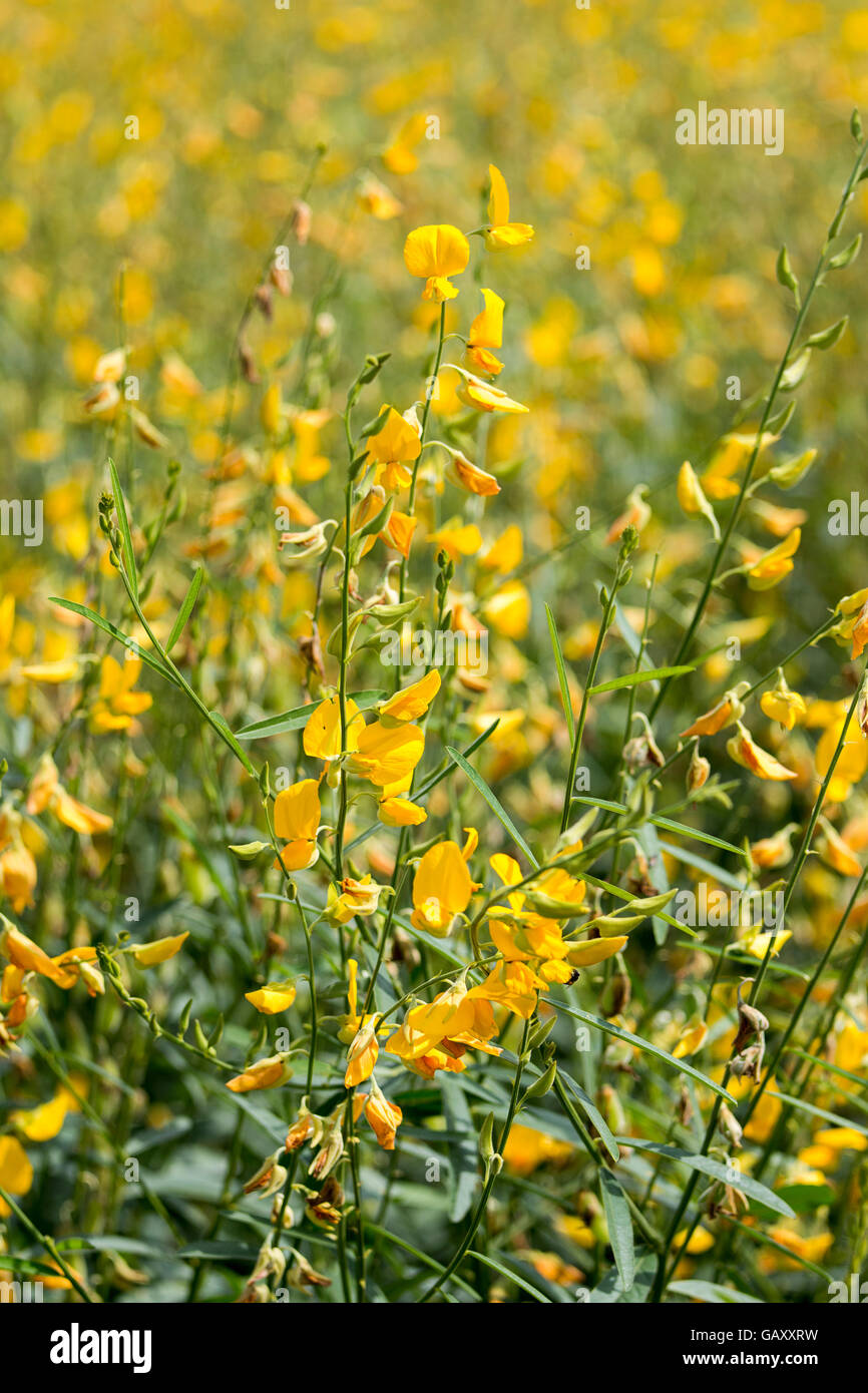 Sunhemp flowers(Crotalaria juncea) field Stock Photo - Alamy