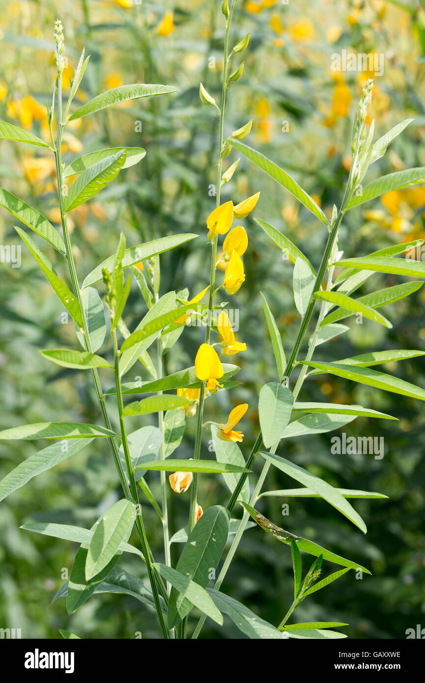 Sunhemp flowers(Crotalaria juncea) field Stock Photo - Alamy