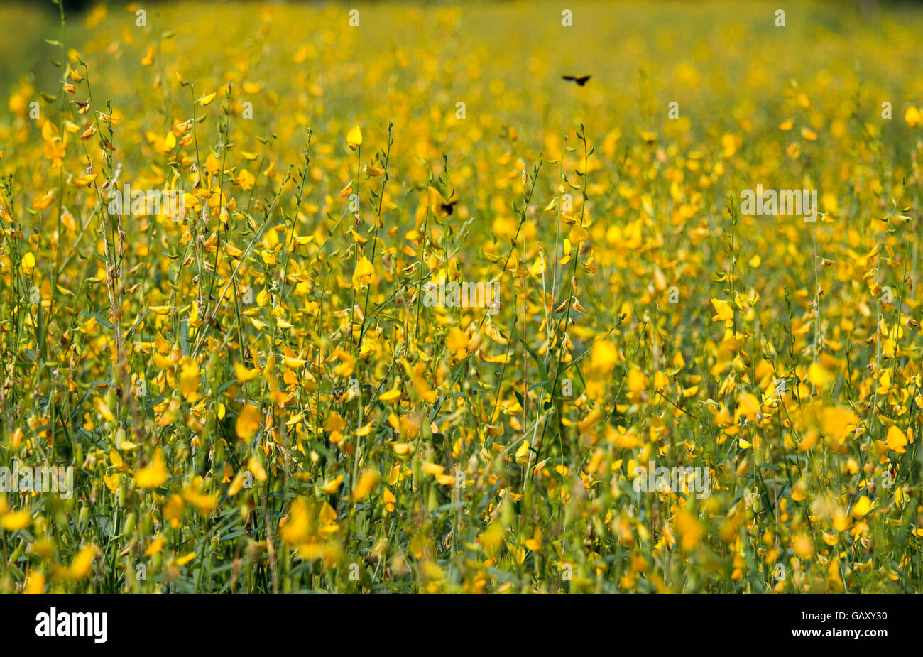 Sunhemp flowers(Crotalaria juncea) field Stock Photo - Alamy