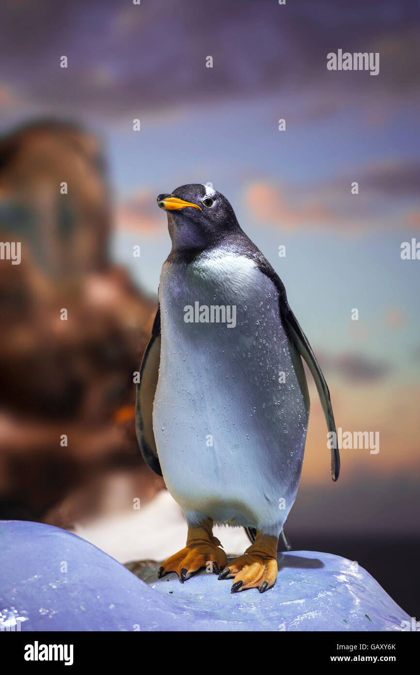 Penguin flippers hi-res stock photography and images - Alamy