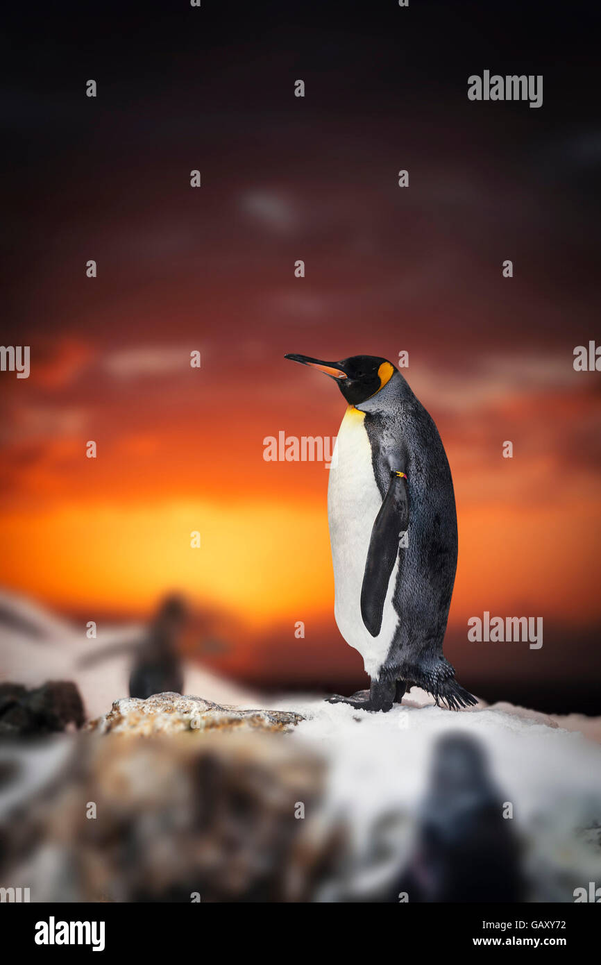 Predator of penguin hi-res stock photography and images - Alamy