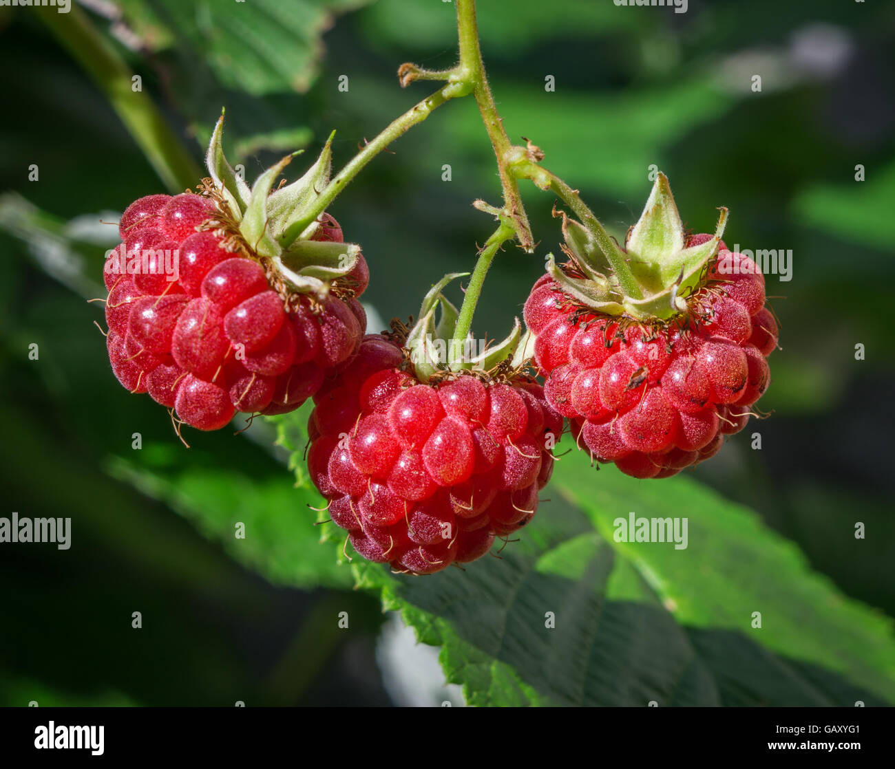 the close up of a ripe raspberries Stock Photo - Alamy