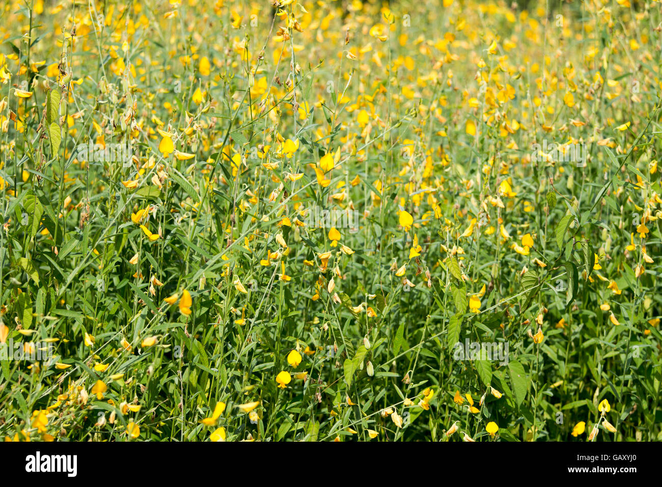 Sunhemp flowers(Crotalaria juncea) field Stock Photo - Alamy