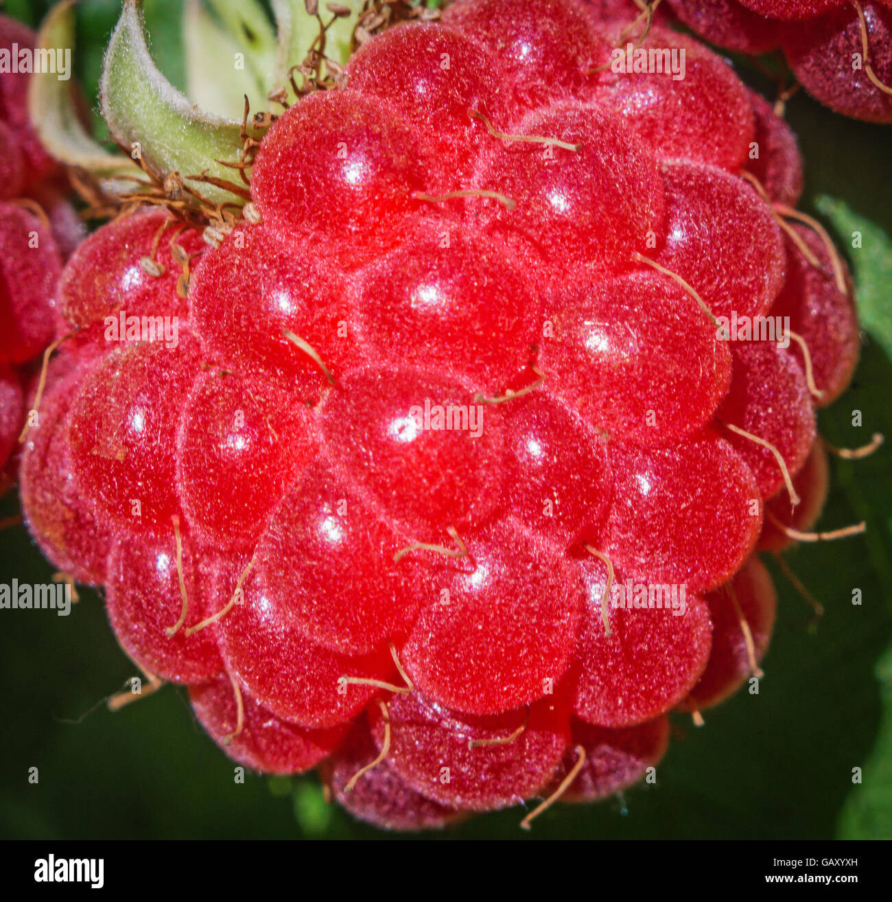 the close up of a ripe raspberries Stock Photo - Alamy