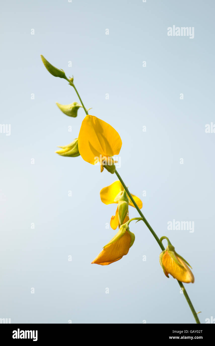 Crotalaria flowers hi-res stock photography and images - Alamy