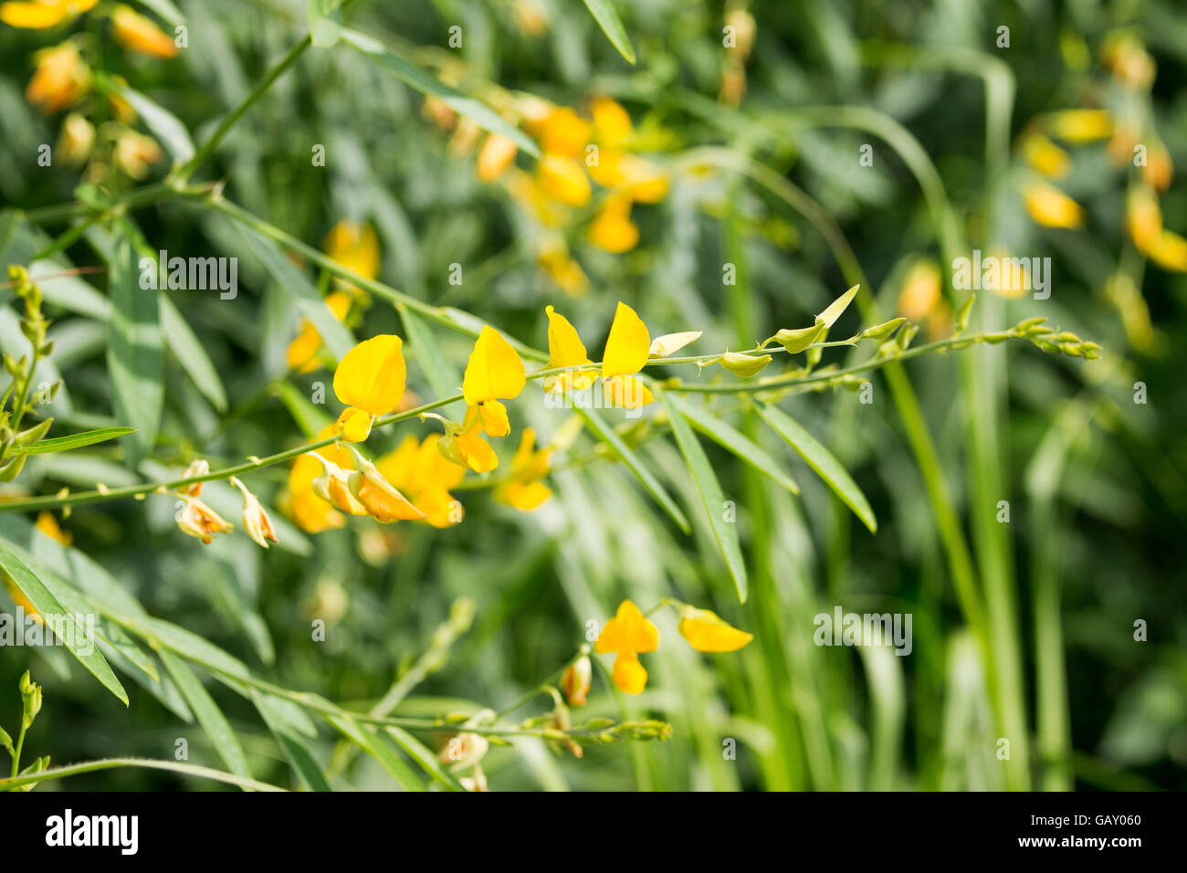 Sunhemp flowers(Crotalaria juncea) field Stock Photo - Alamy