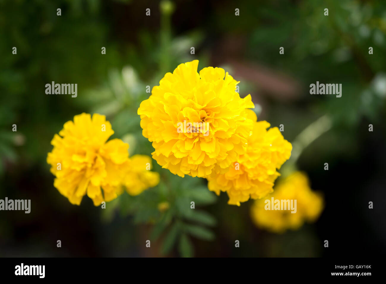 Marigolds flower (Tagetes erecta, Mexican marigold, Aztec marigold ...