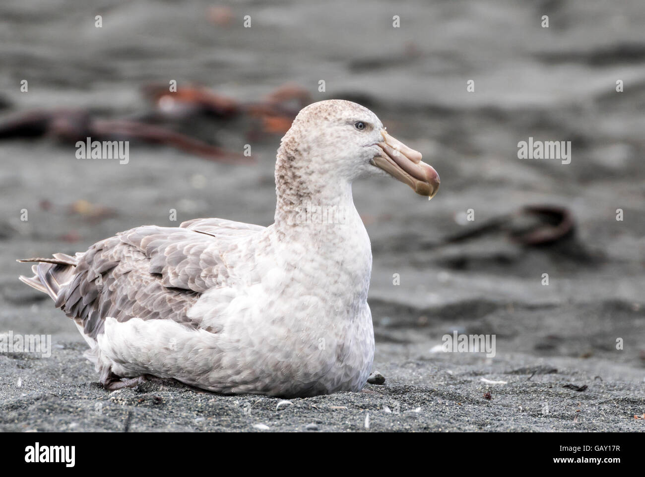 Petrel bird australia hi-res stock photography and images - Alamy