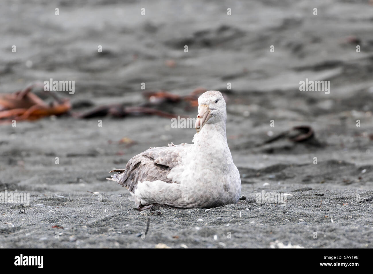 Southern giant petrel resting at Macquarie Island, Australian sub ...