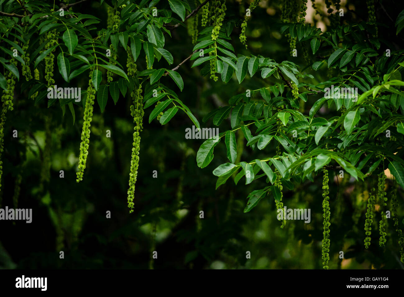 Tree of walnut family hi-res stock photography and images - Alamy
