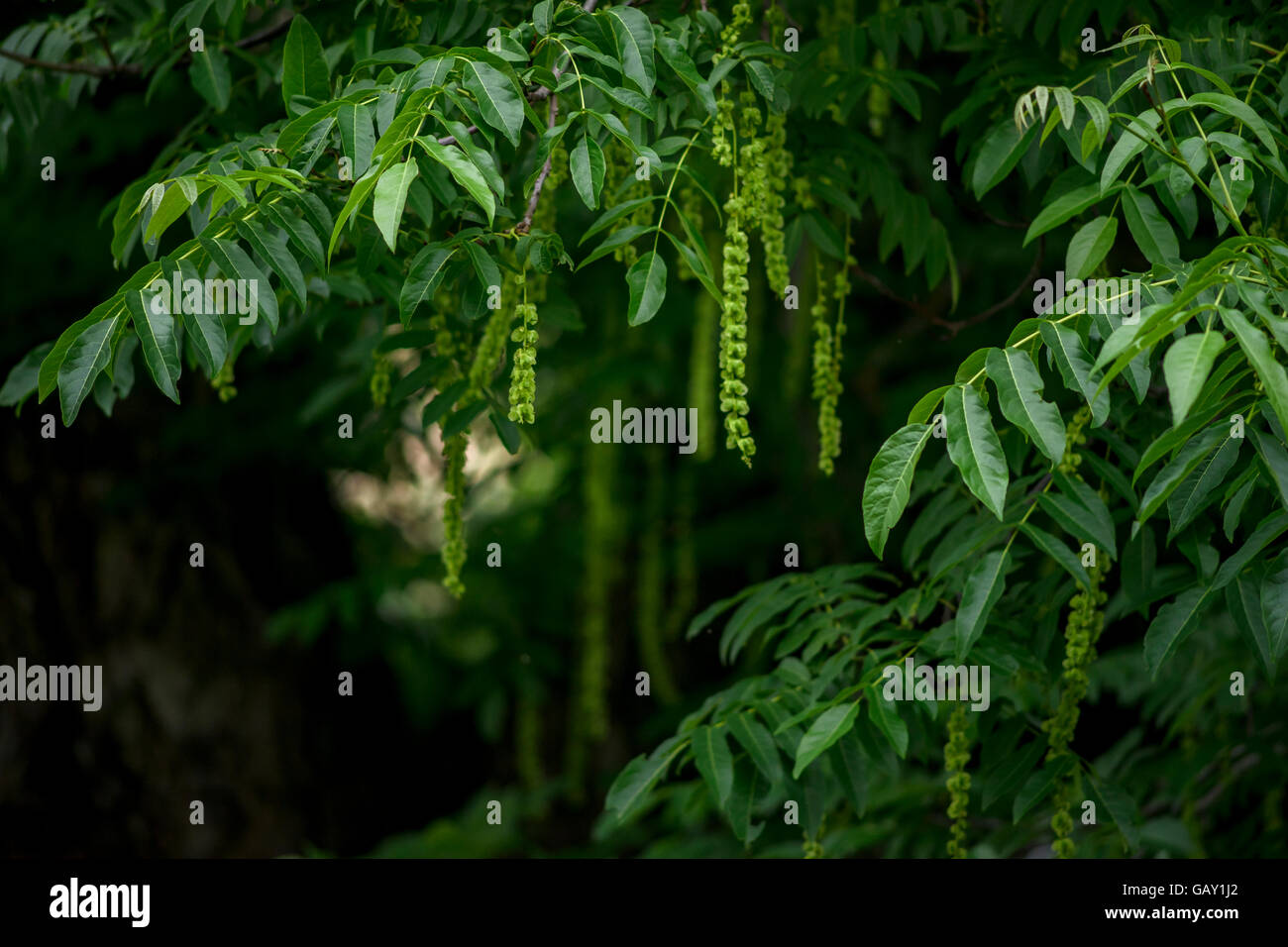 Detail of Caucasian Walnut Tree Stock Photo - Alamy