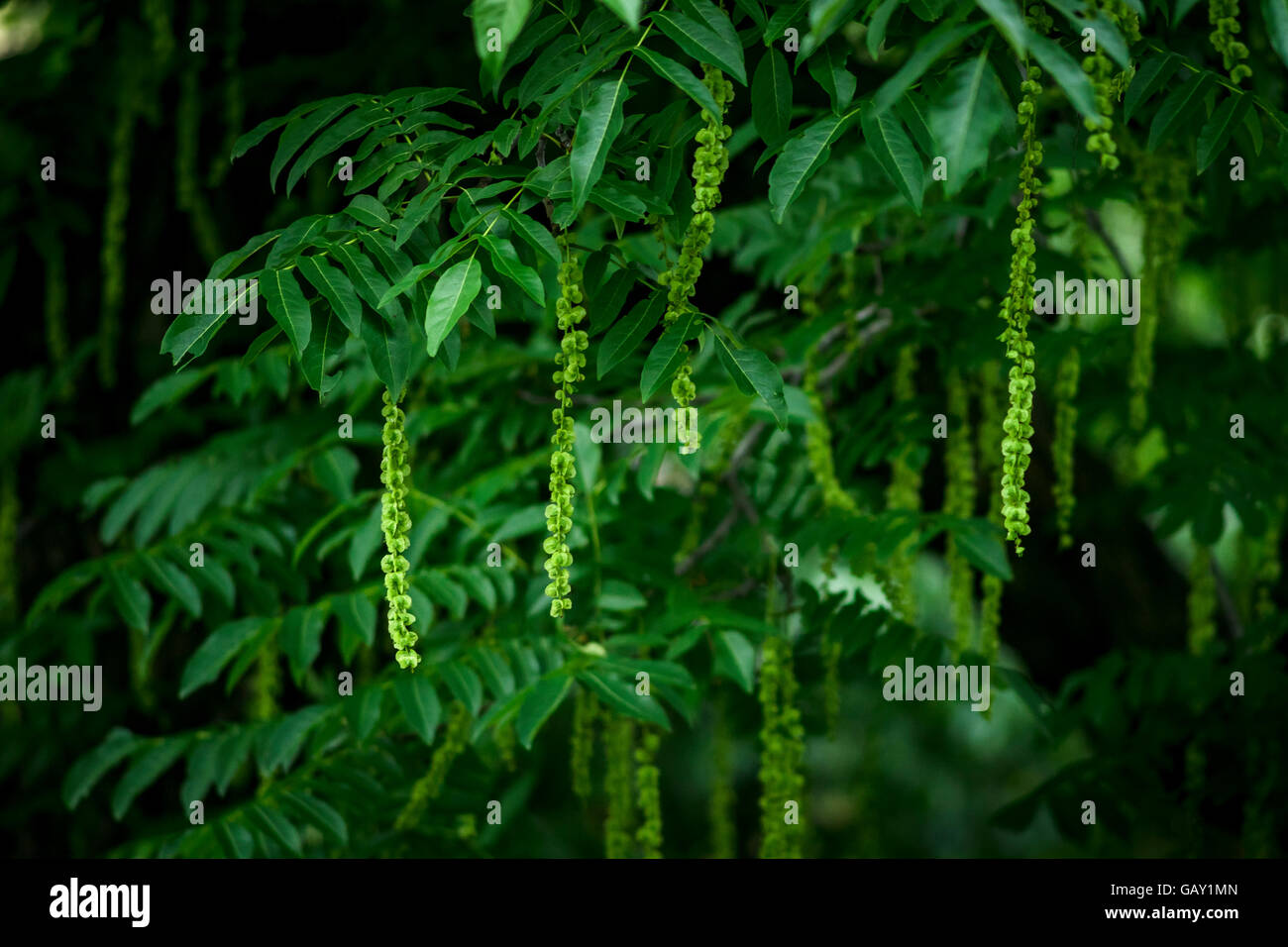 Detail of Caucasian Walnut Tree Stock Photo - Alamy