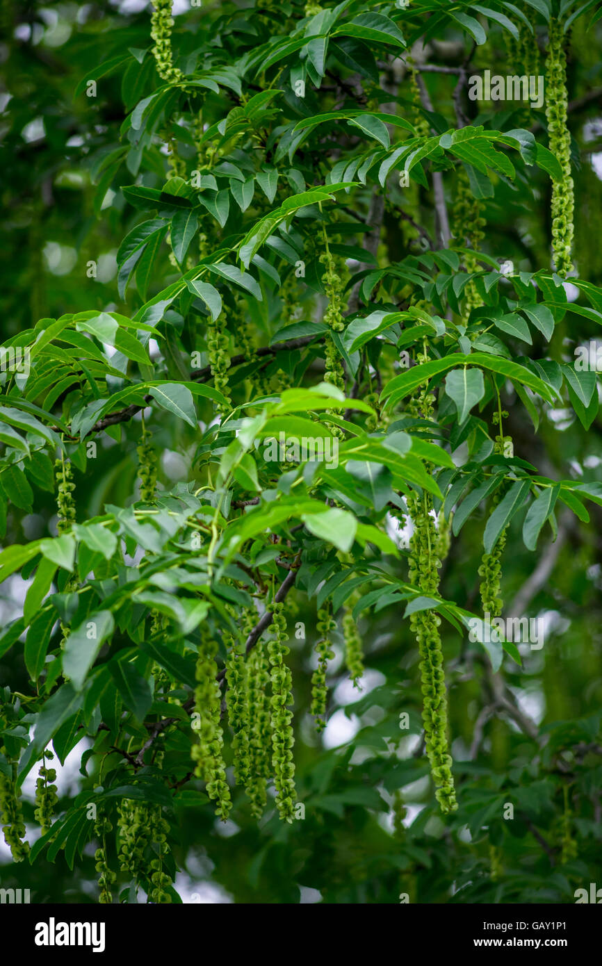 Tree of walnut family hi-res stock photography and images - Alamy