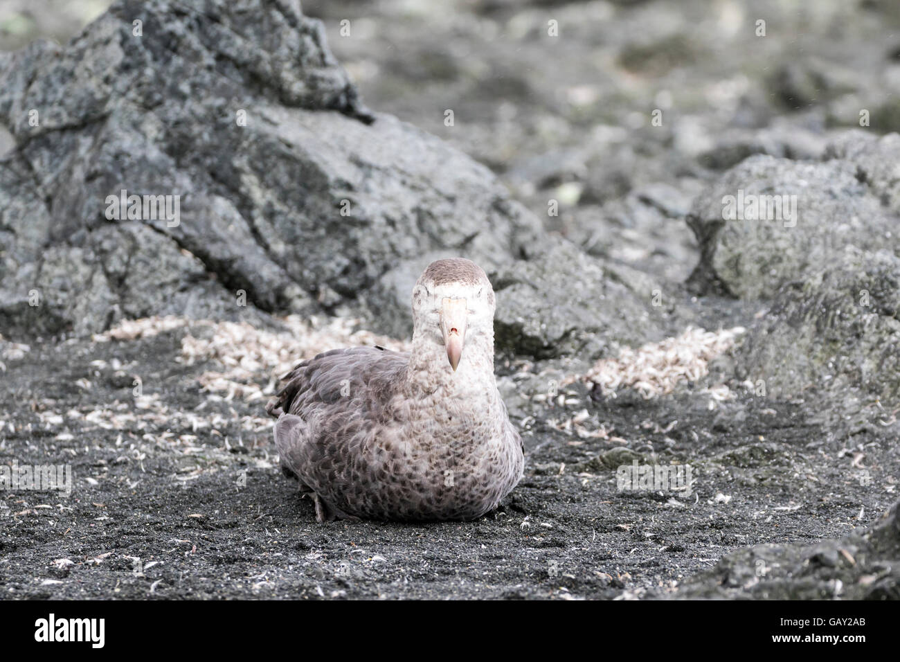 Northern giant petrel at Macquarie Island, Australian Antarctic ...