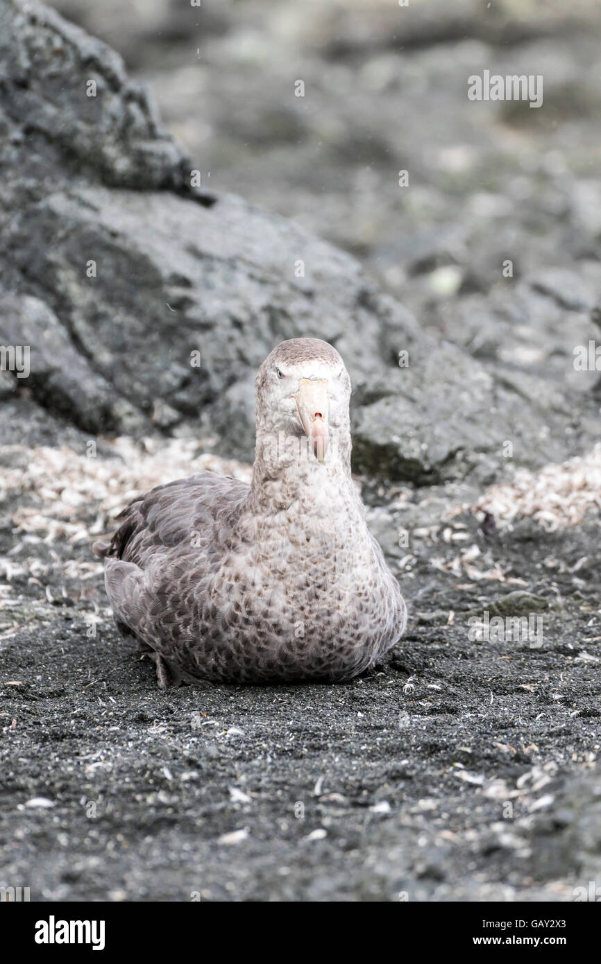 Northern giant petrel at Macquarie Island, Australian Antarctic ...