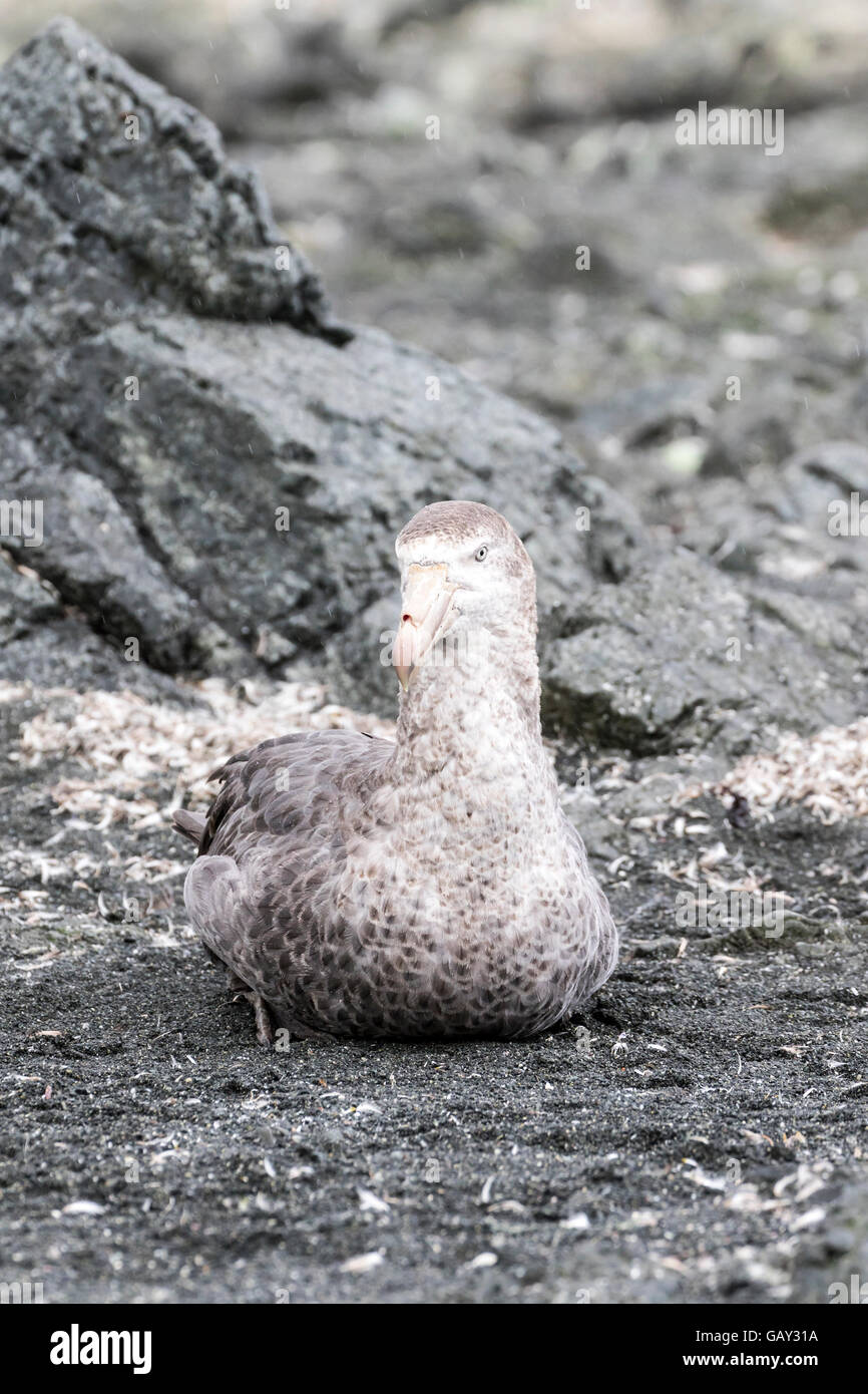 Northern giant petrel at Macquarie Island, Australian Antarctic ...