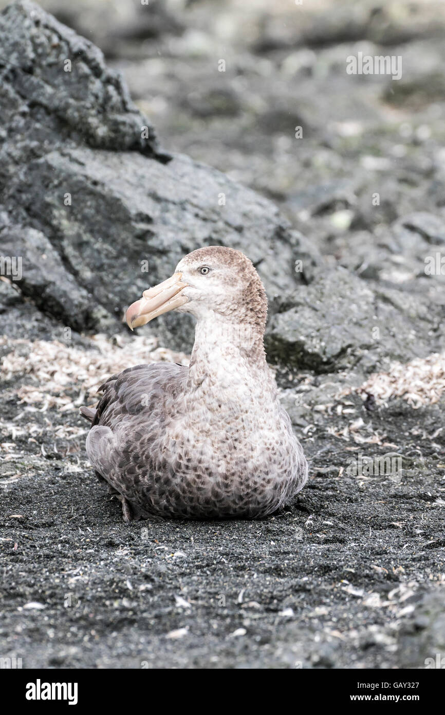 Northern giant petrel at Macquarie Island, Australian Antarctic ...